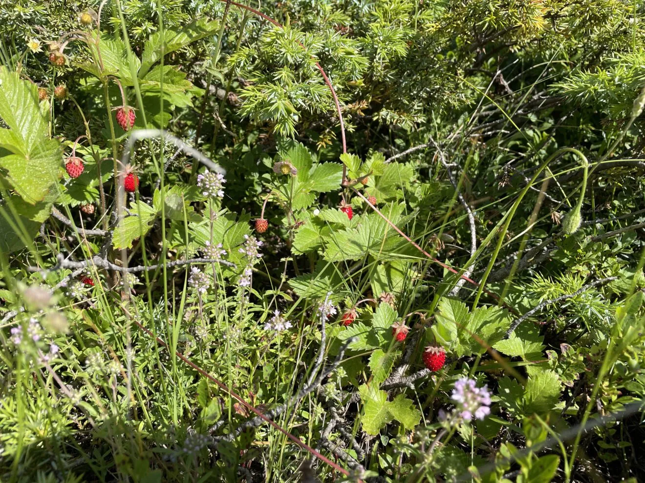 De mooiste plekken in de national parks van Noord-Macedonië - The Hike